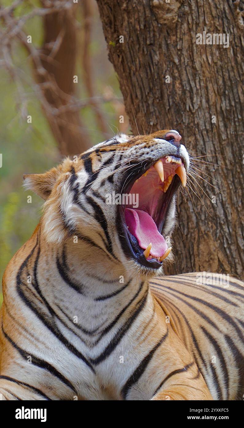 Boca de tigre hi-res stock photography and images - Alamy