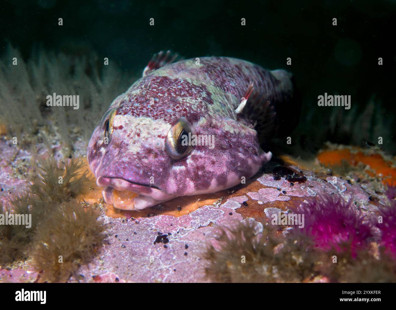 Rocksucker or giant clingfish (Chorisochismus dentex) underwater on a ...