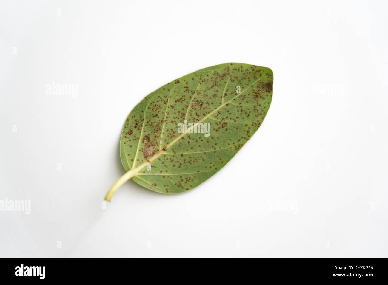 Rubber tree rust disease Stock Photo - Alamy