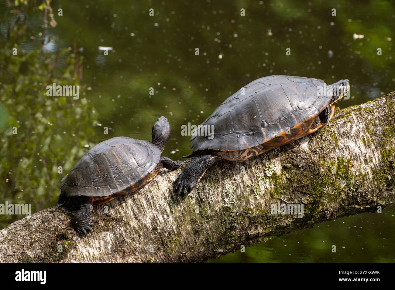 Red-eared slider on tree trunk Stock Photo - Alamy