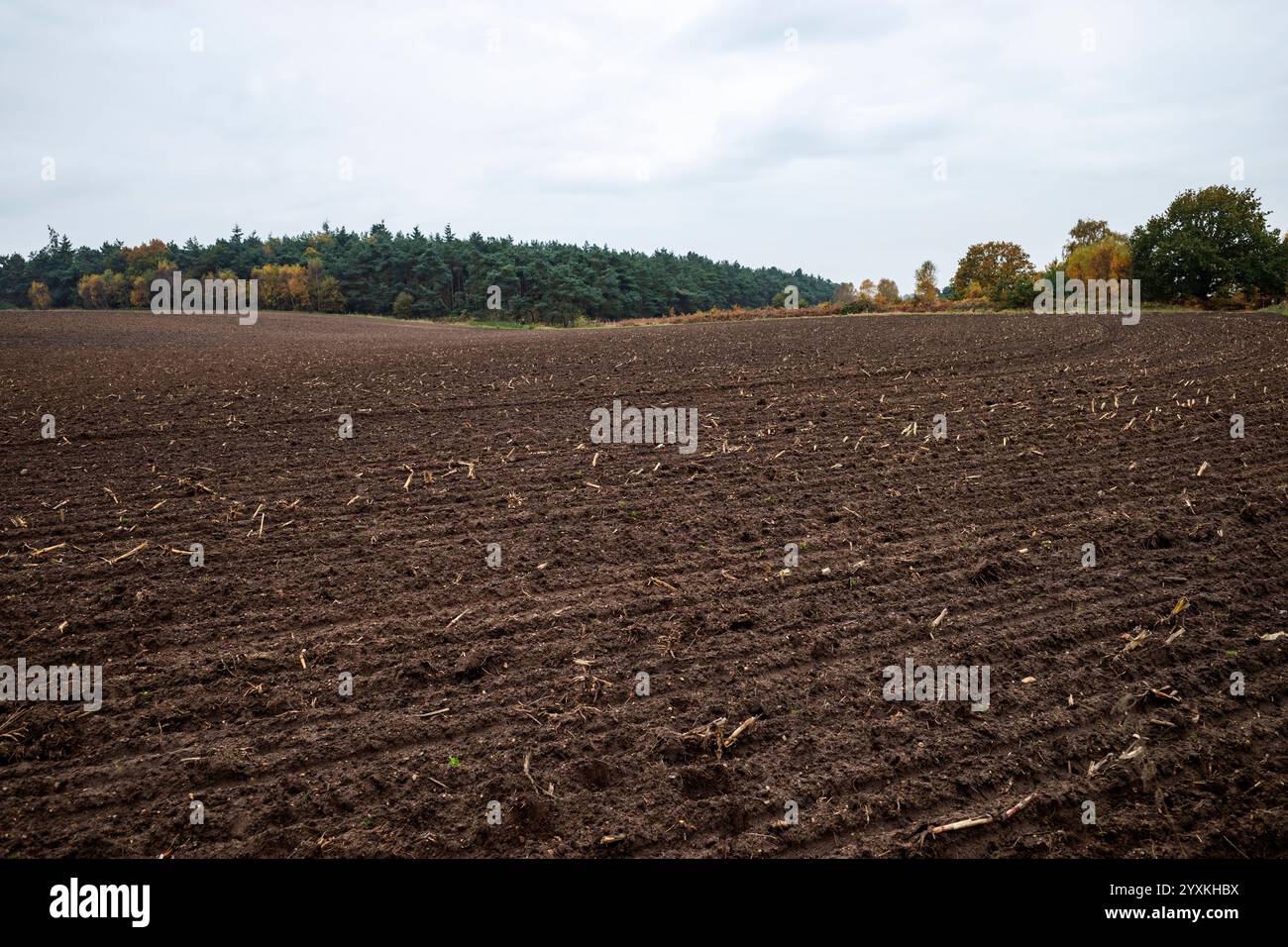 Light agricultural soil Sutton Heath Suffolk UK Stock Photo - Alamy