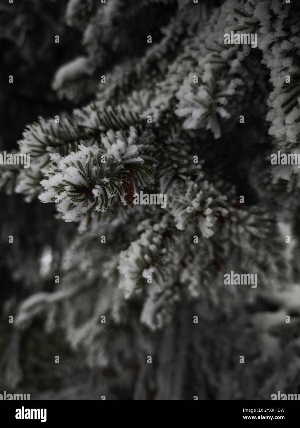 Snow gently covering pine tree branches in winter wonderland Stock ...