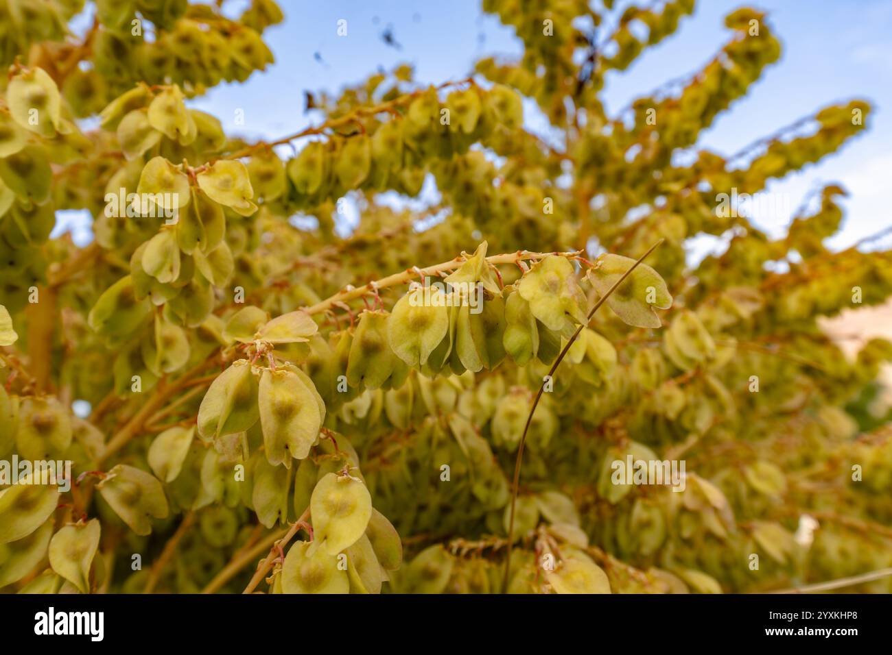 seeds of Elephant foot tree flower blossom Stock Photo - Alamy