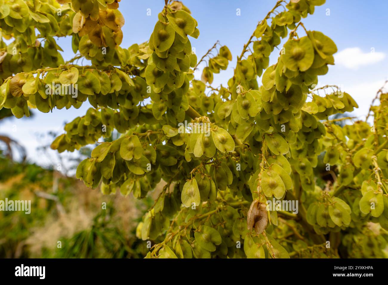 Elephant foot bloom hi-res stock photography and images - Alamy