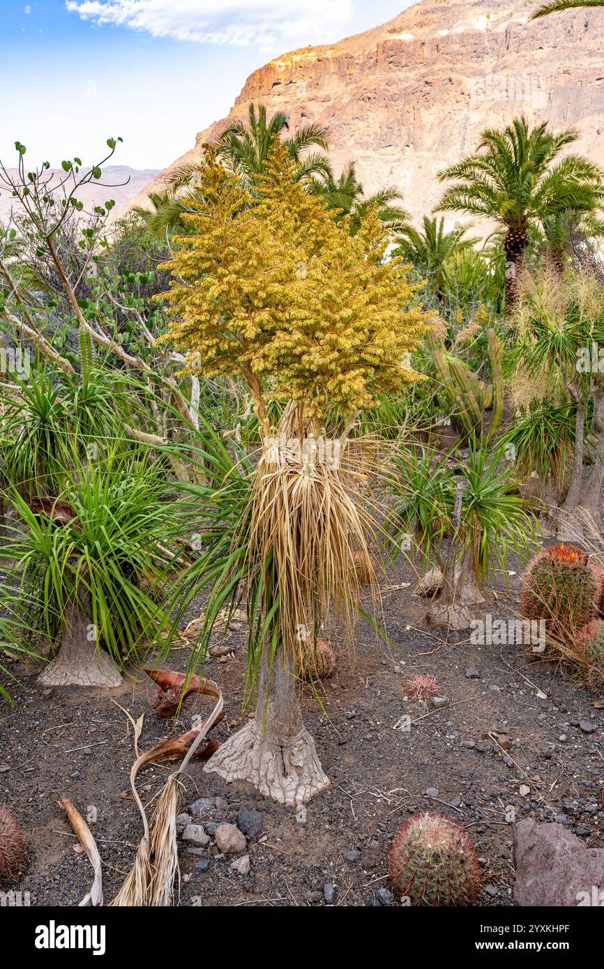 seeds of Elephant foot tree flower blossom Stock Photo - Alamy
