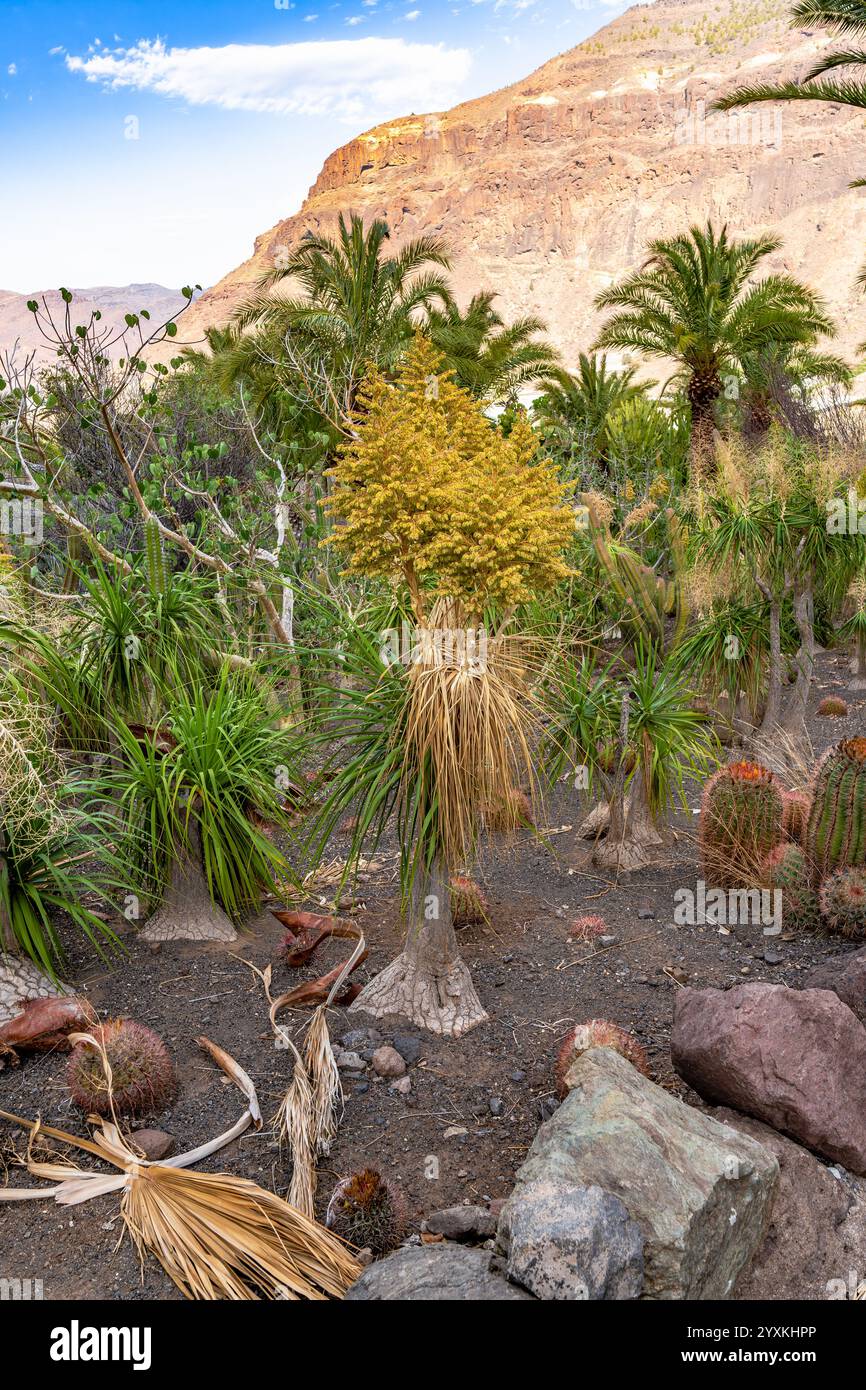 Elephant foot tree hi-res stock photography and images - Alamy