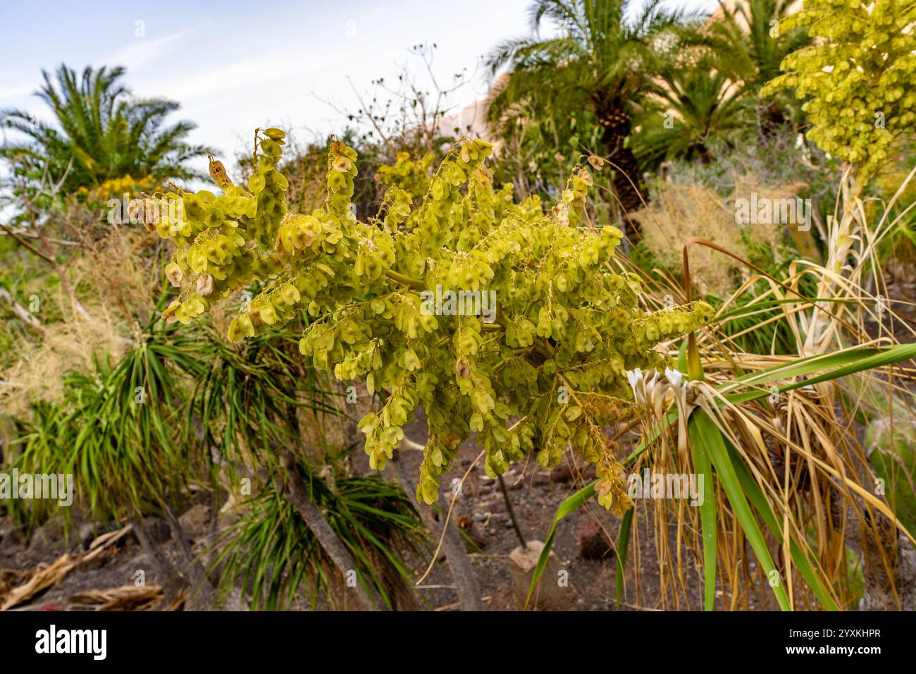 seeds of Elephant foot tree flower blossom Stock Photo - Alamy
