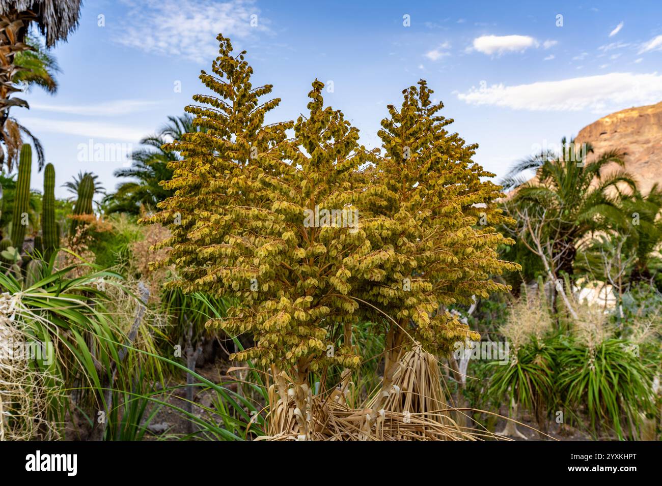 seeds of Elephant foot tree flower blossom Stock Photo - Alamy