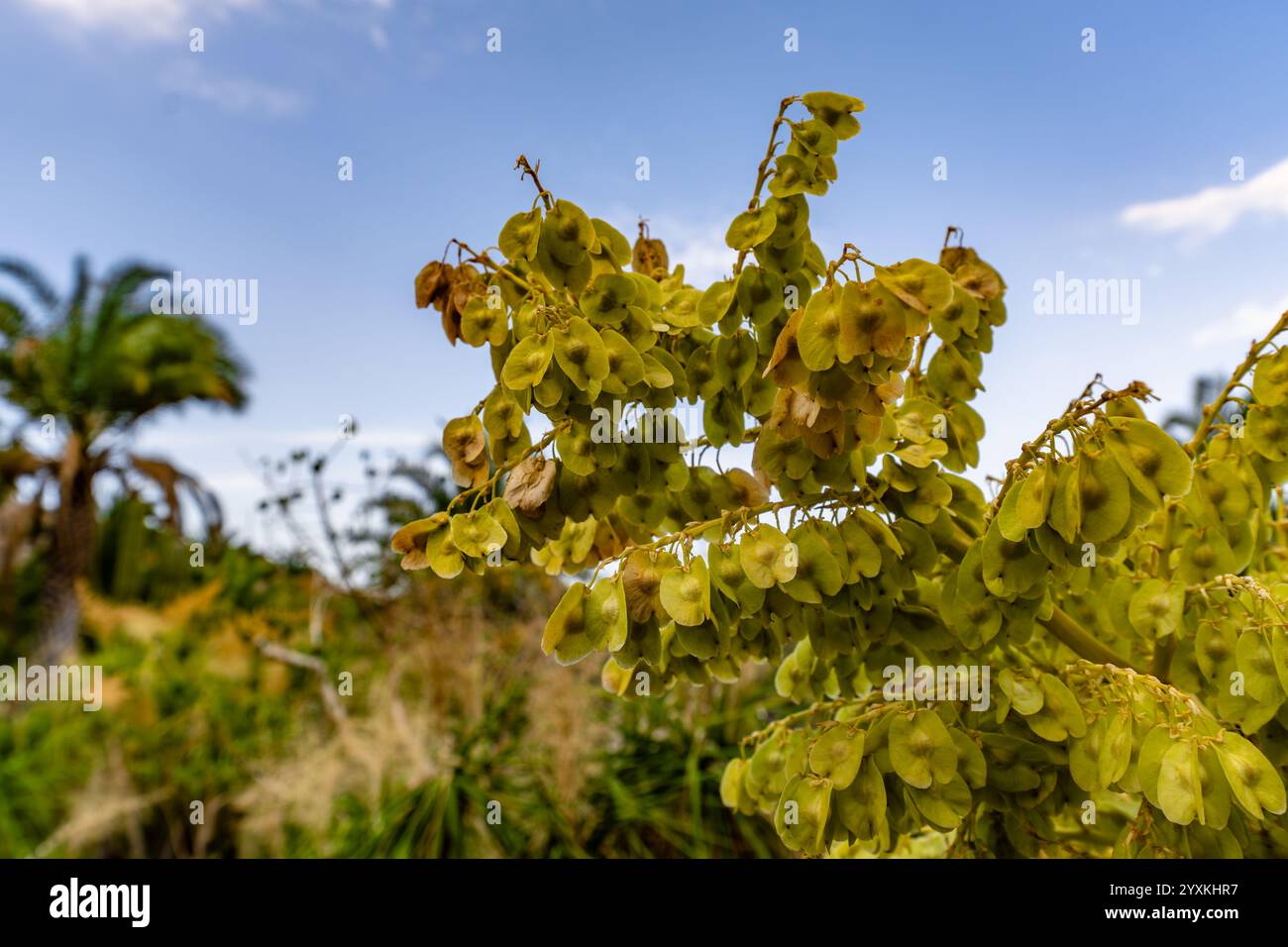 seeds of Elephant foot tree flower blossom Stock Photo - Alamy
