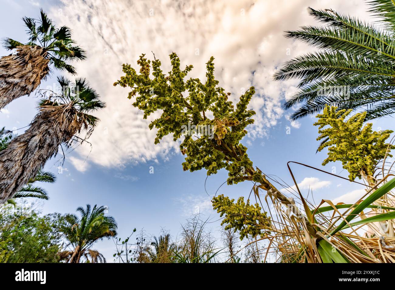 seeds of Elephant foot tree flower blossom with back sunlight Stock ...