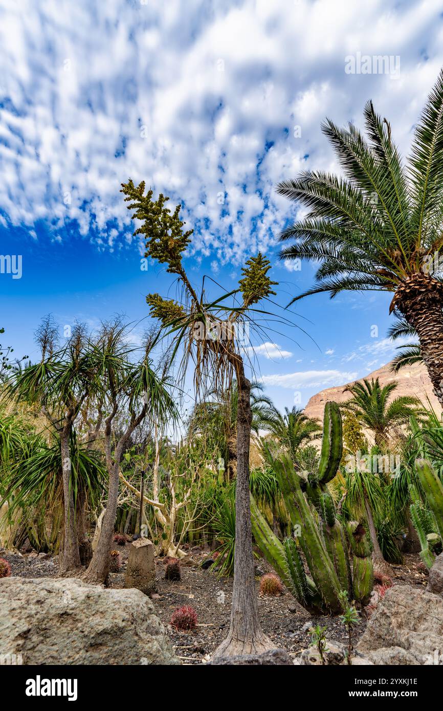 seeds of Elephant foot tree flower blossom with back sunlight Stock ...