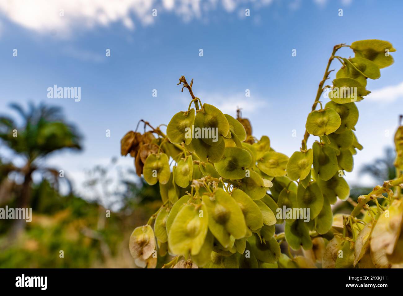 seeds of Elephant foot tree flower blossom Stock Photo - Alamy