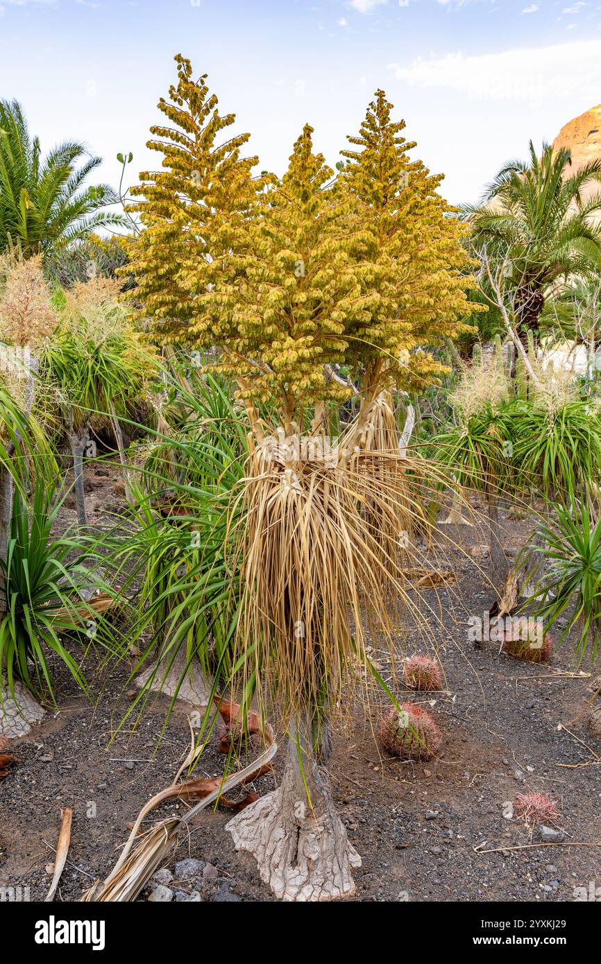 seeds of Elephant foot tree flower blossom Stock Photo - Alamy