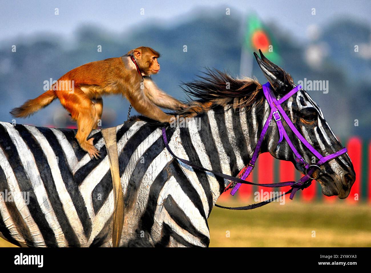 A monkey rides a Mule that color as Zabra seen during the Military show ...