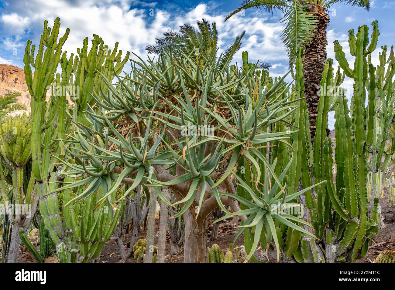 Aloe tree plant. Aloe Barberae tree, aloe in the desert under blue sky ...