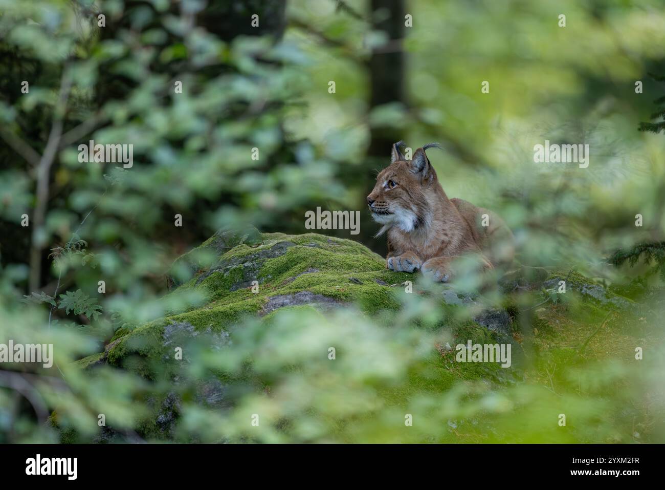 Luchs im wald hi-res stock photography and images - Alamy