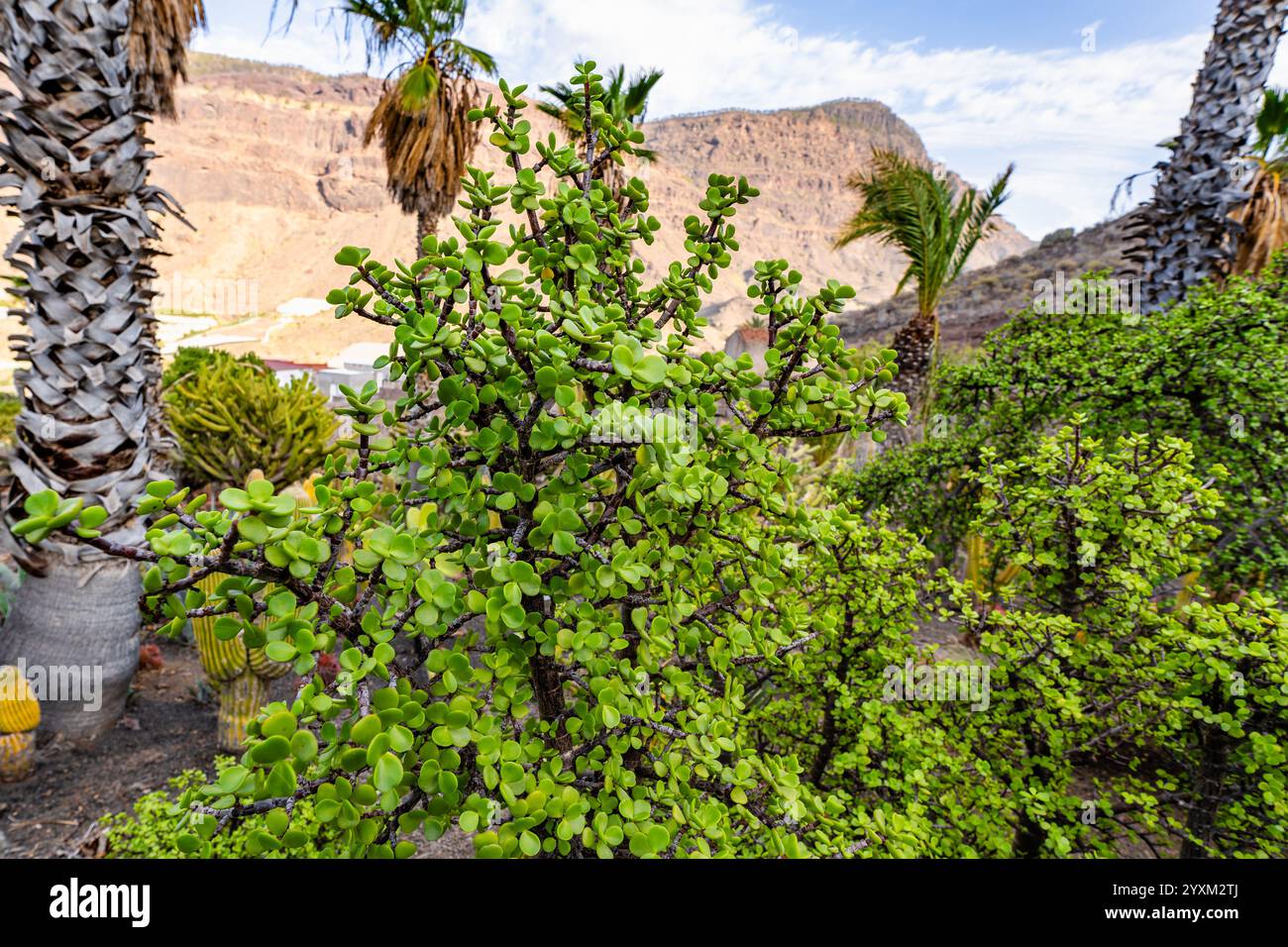 Elephant bush, Spekboom plant leaves Portulacaria afra plant in nature ...