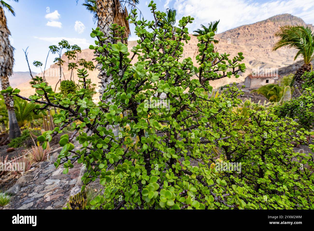 Elephant bush, Spekboom plant leaves Portulacaria afra plant in nature ...