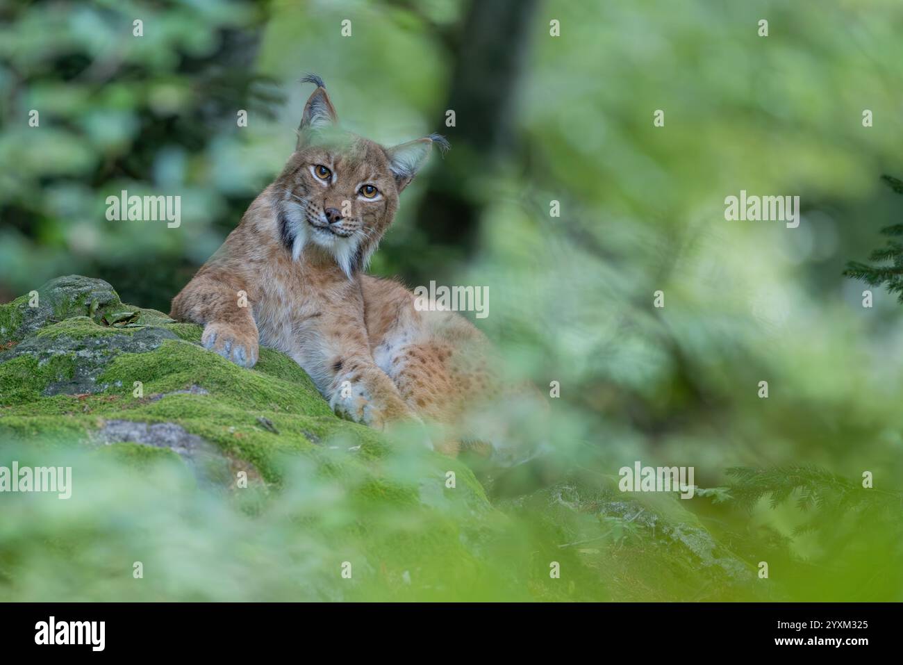 Luchs im wald hi-res stock photography and images - Alamy