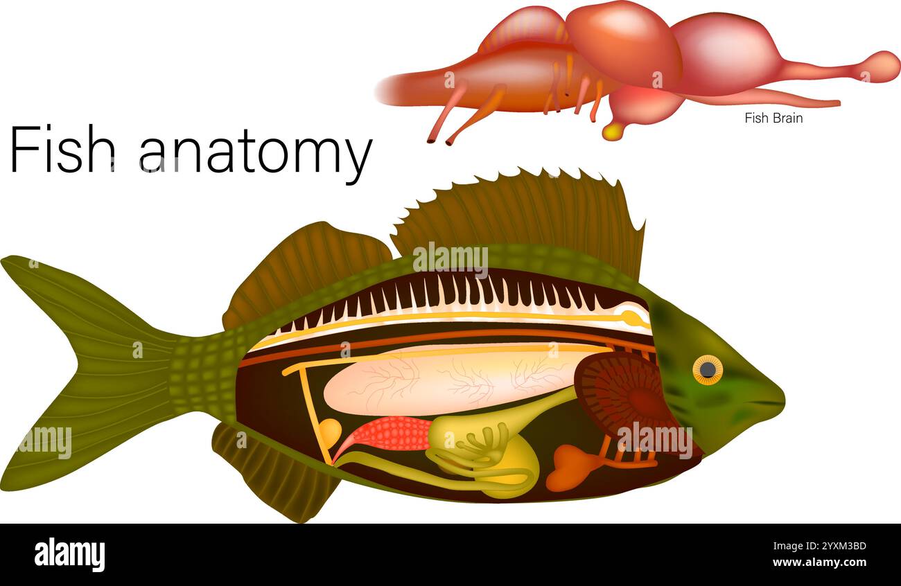 Internal Fish Anatomy and Brain Structure. Scientific Fish Anatomy ...