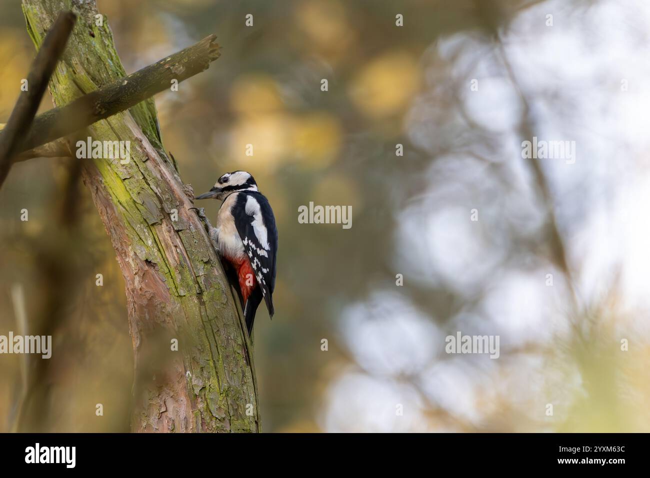 Specht federn hi-res stock photography and images - Alamy