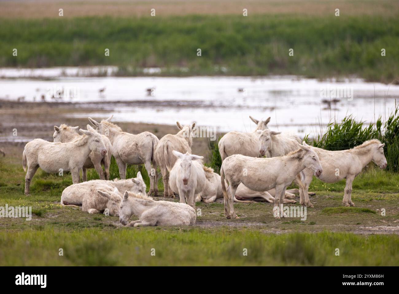 Tiere esel hi-res stock photography and images - Alamy