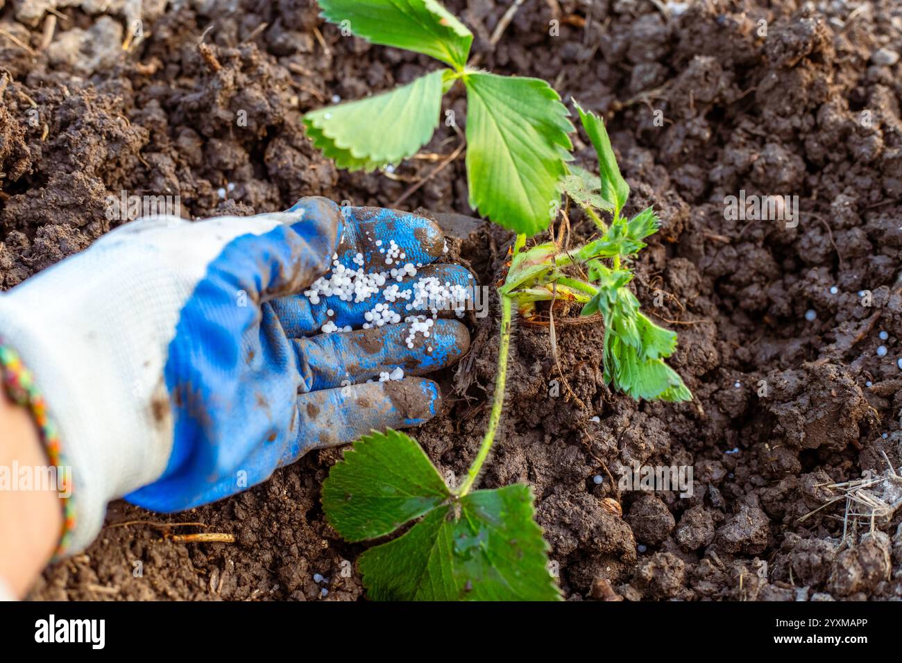 Planting strawberries in spring. After planting a strawberry seedling ...