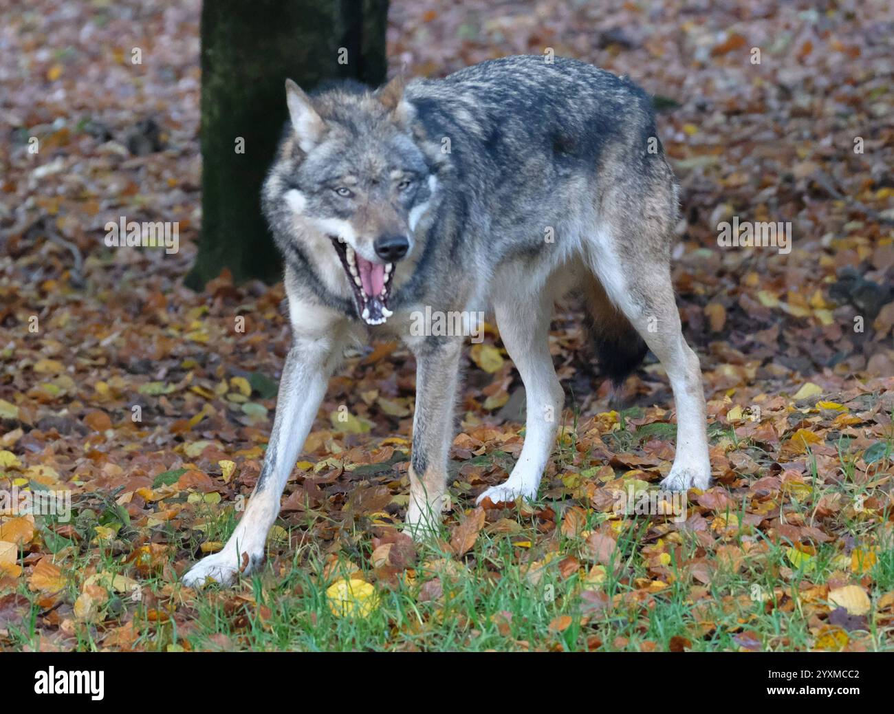 Wolf-Europaeischer Grauwolf in Deutschland in Aktion. Wolf-Grauwolf ...