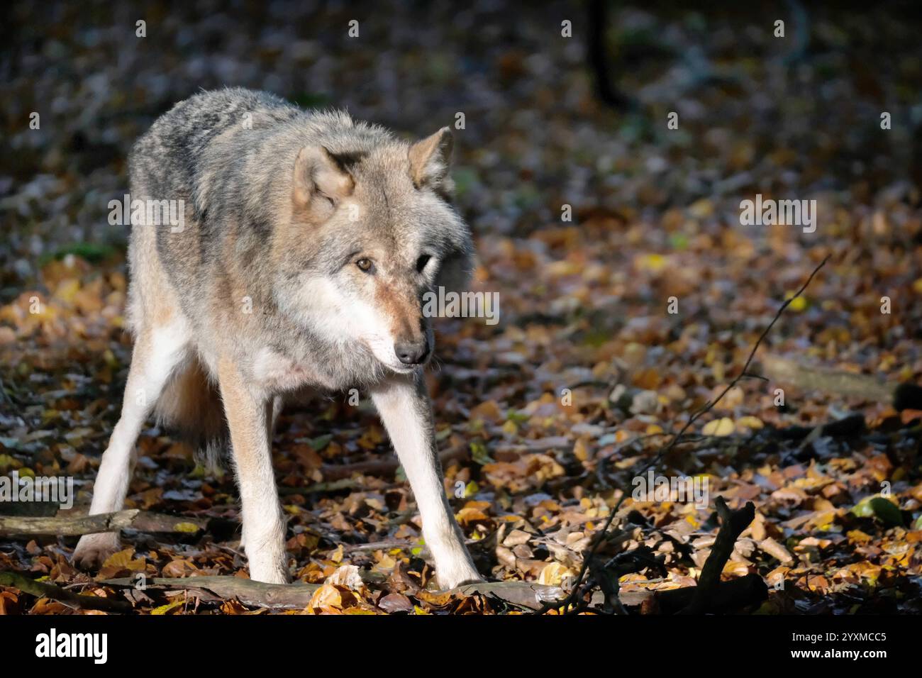 Wolf-Europaeischer Grauwolf in Deutschland in Aktion. Wolf-Grauwolf ...