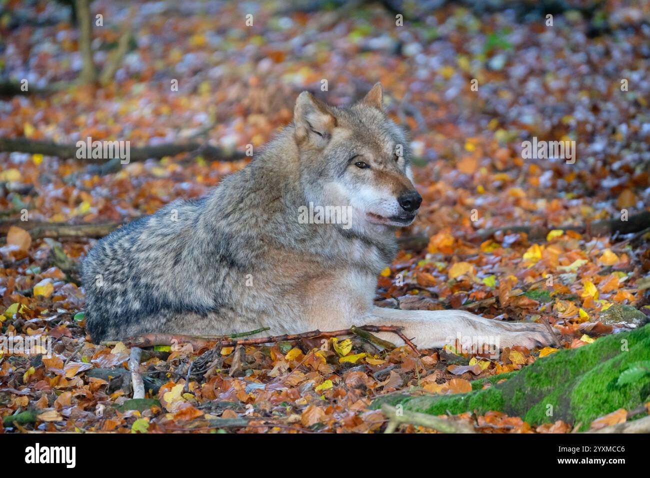 Wolf-Europaeischer Grauwolf in Deutschland in Aktion. Wolf-Grauwolf ...