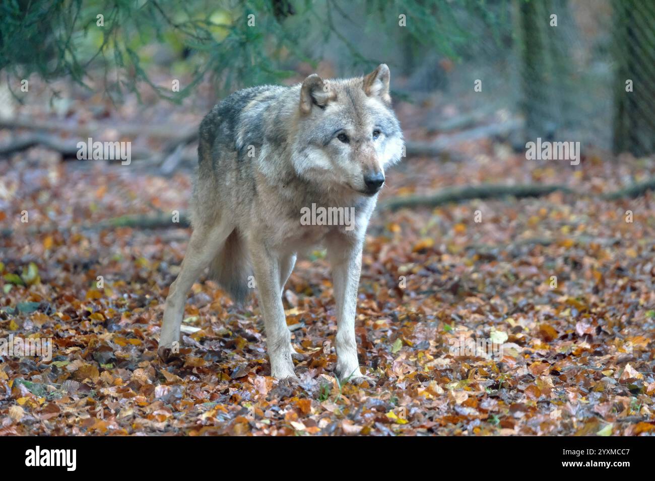 Wolf-Europaeischer Grauwolf in Deutschland in Aktion. Wolf-Grauwolf ...