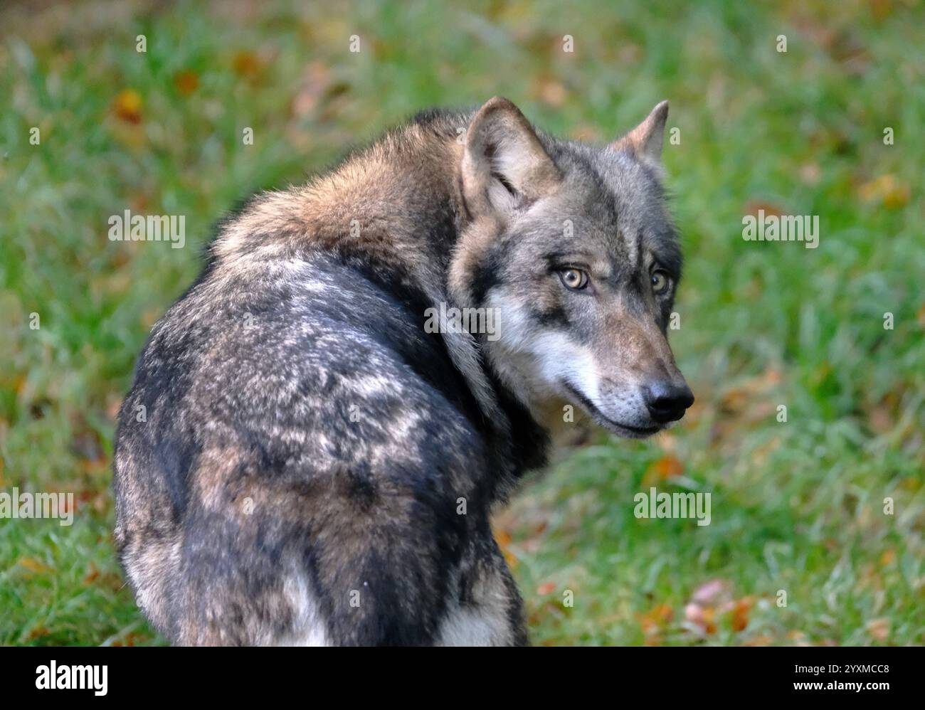 Wolf-Europaeischer Grauwolf in Deutschland in Aktion. Wolf-Grauwolf ...