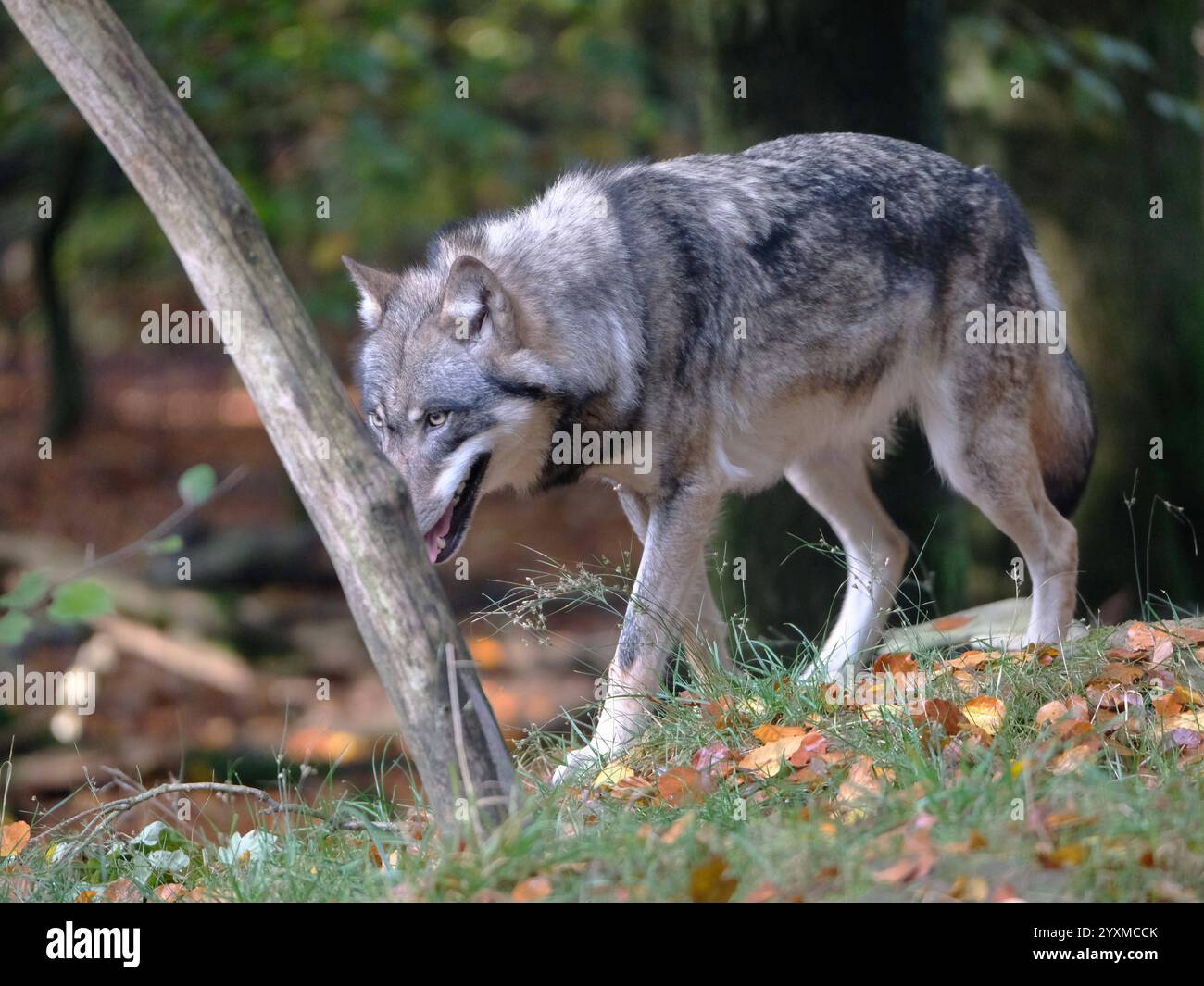 Wolf-Europaeischer Grauwolf in Deutschland in Aktion. Wolf-Grauwolf ...