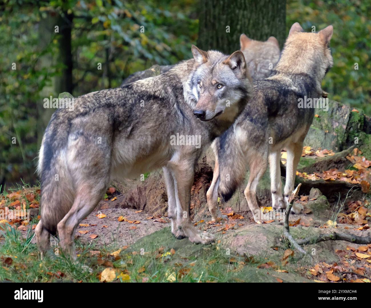 Wolf-Europaeischer Grauwolf in Deutschland in Aktion. Wolf-Grauwolf ...