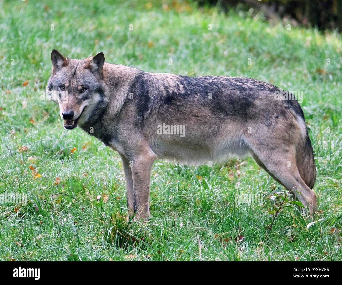 Wolf-Europaeischer Grauwolf in Deutschland in Aktion. Wolf-Grauwolf ...