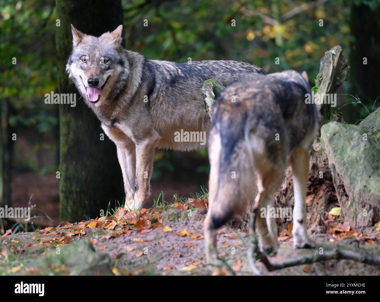 Wolf-Europaeischer Grauwolf in Deutschland in Aktion. Wolf-Grauwolf ...