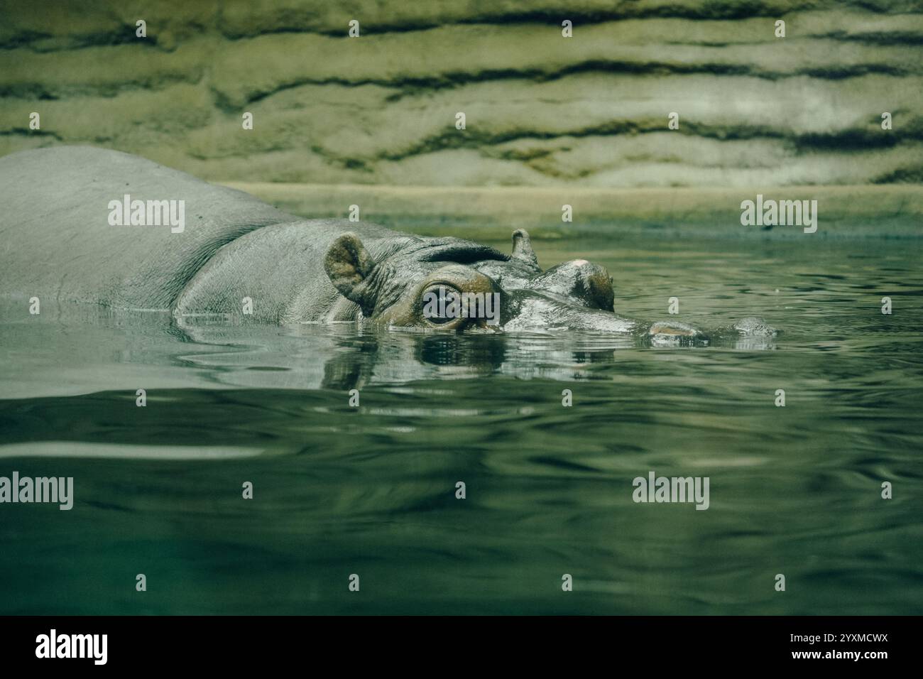 A hippopotamus partially submerged in murky green water, its head and ...