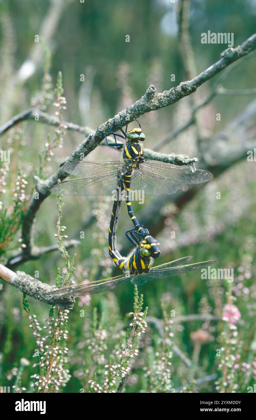Golden-ringed dragonfly (Cordulegaster boltonii), mating pair Stock ...