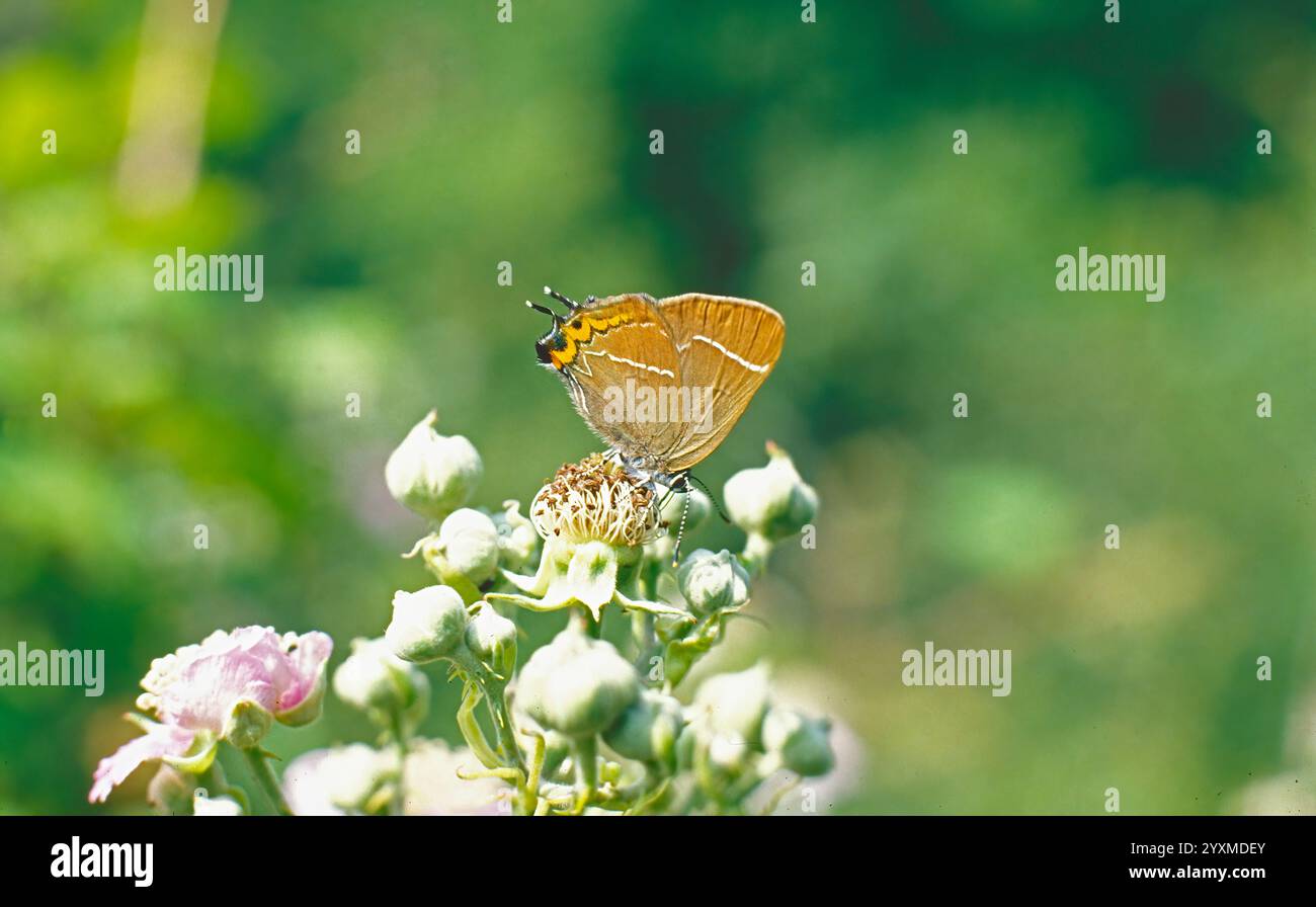 White-letter hairstreak (Satyrium w-album), underside of adult Stock ...