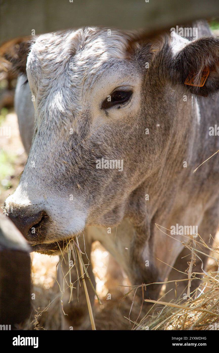 A detailed close up of a cow that is eating hay while in a pen Stock ...