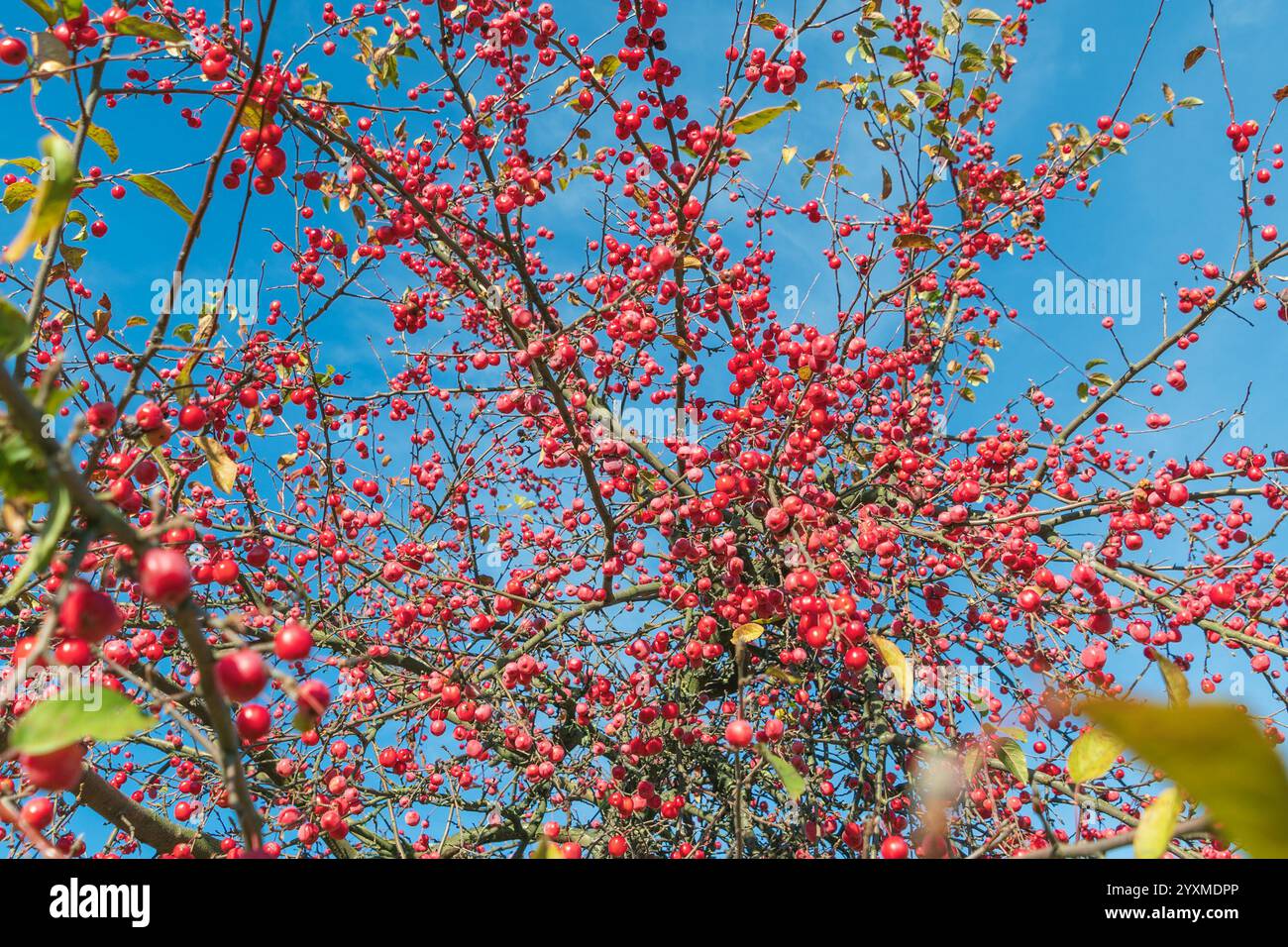 Red fruits of Malus floribunda. Japanese flowering crabapple, Japanese ...