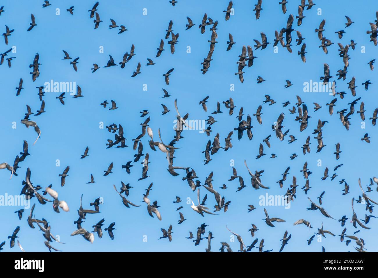Flock of black birds in the blue sky. Birds in flight. Wildlife Stock ...