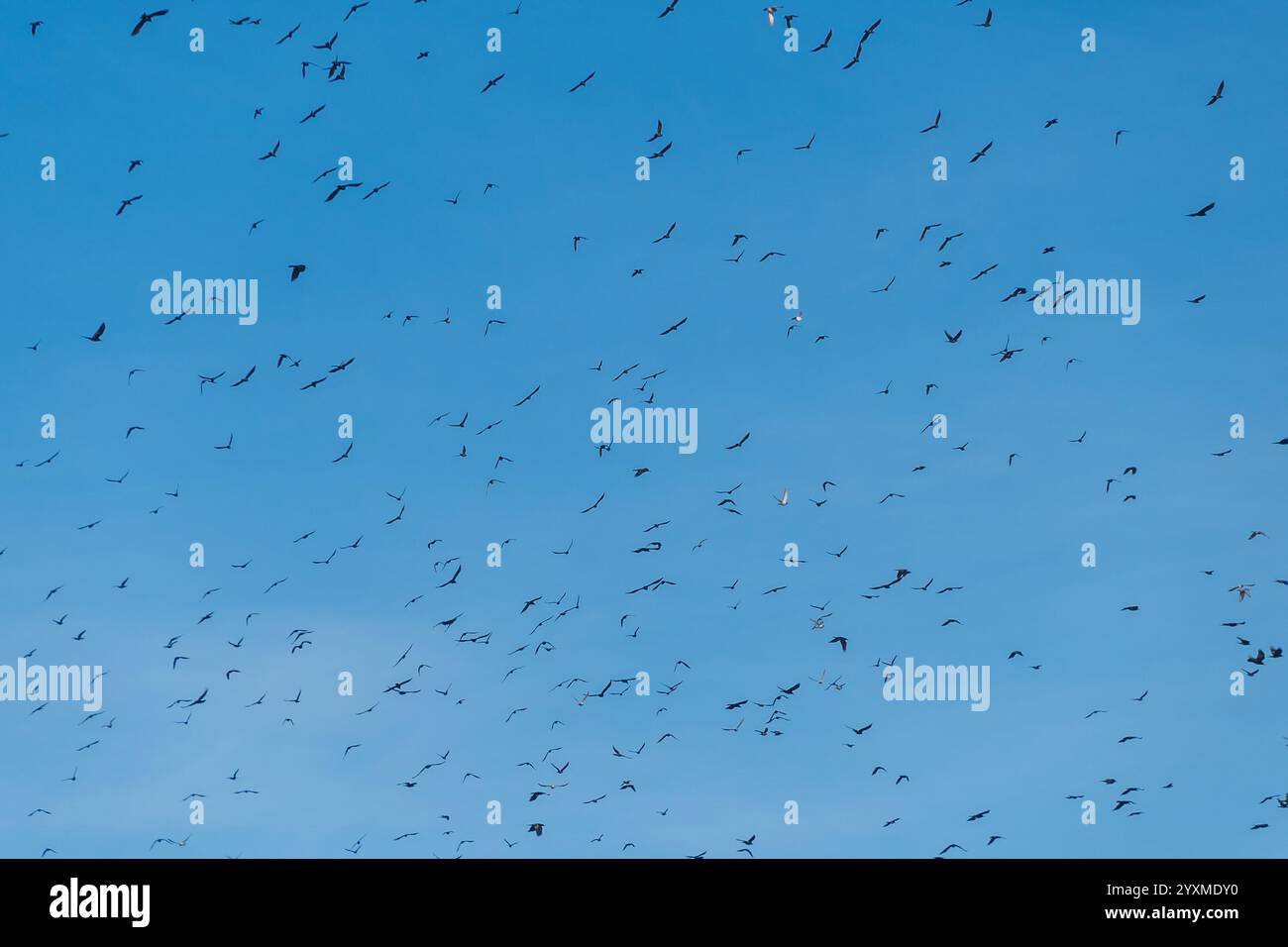 Flock of black birds in the blue sky. Birds in flight. Wildlife Stock ...