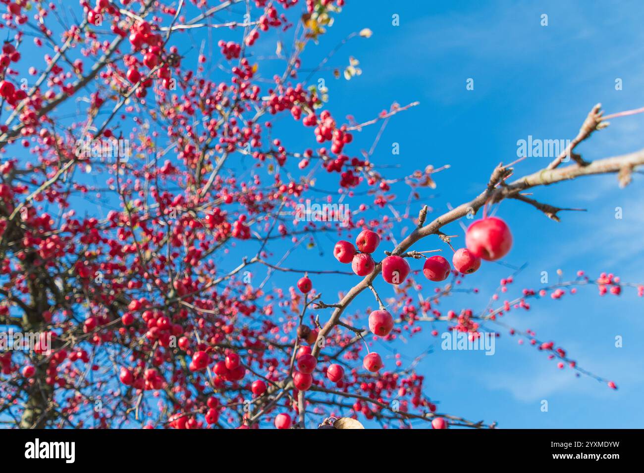 Red fruits of Malus floribunda. Japanese flowering crabapple, Japanese ...