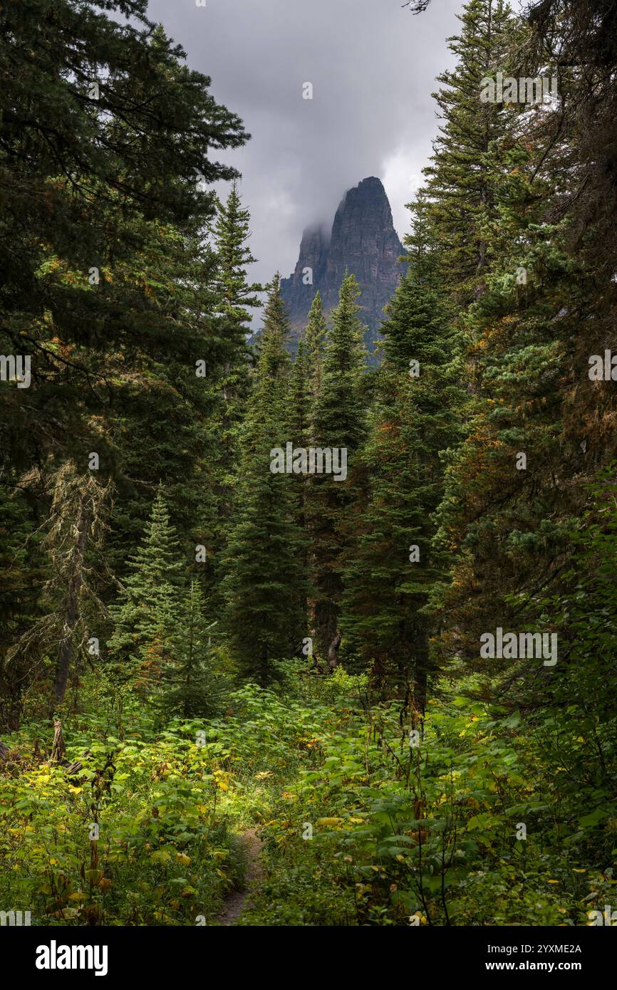 Forest near Upper Two medicine Lake, Glacier National Park, Montana ...