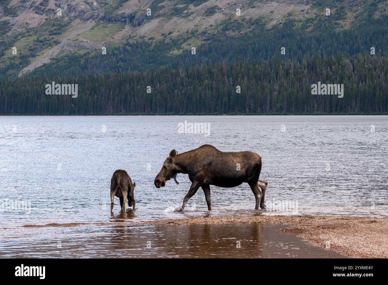 Moose, mother and calf, Two Medicine Lake, Glacier National Park ...