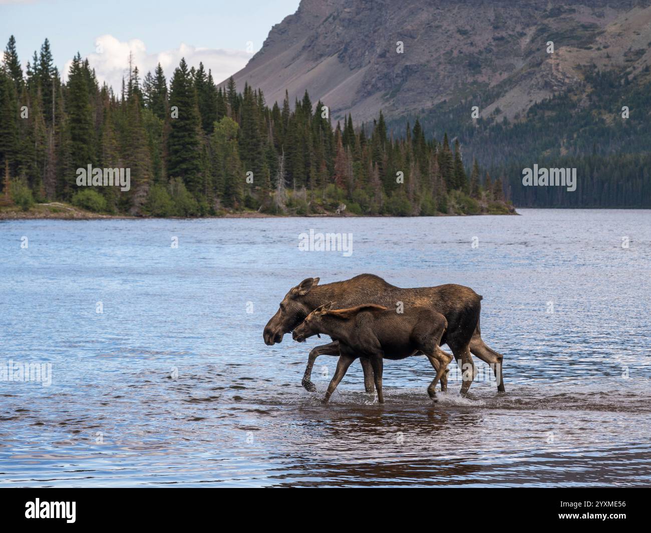 Moose, mother and calf, Two Medicine Lake, Glacier National Park ...