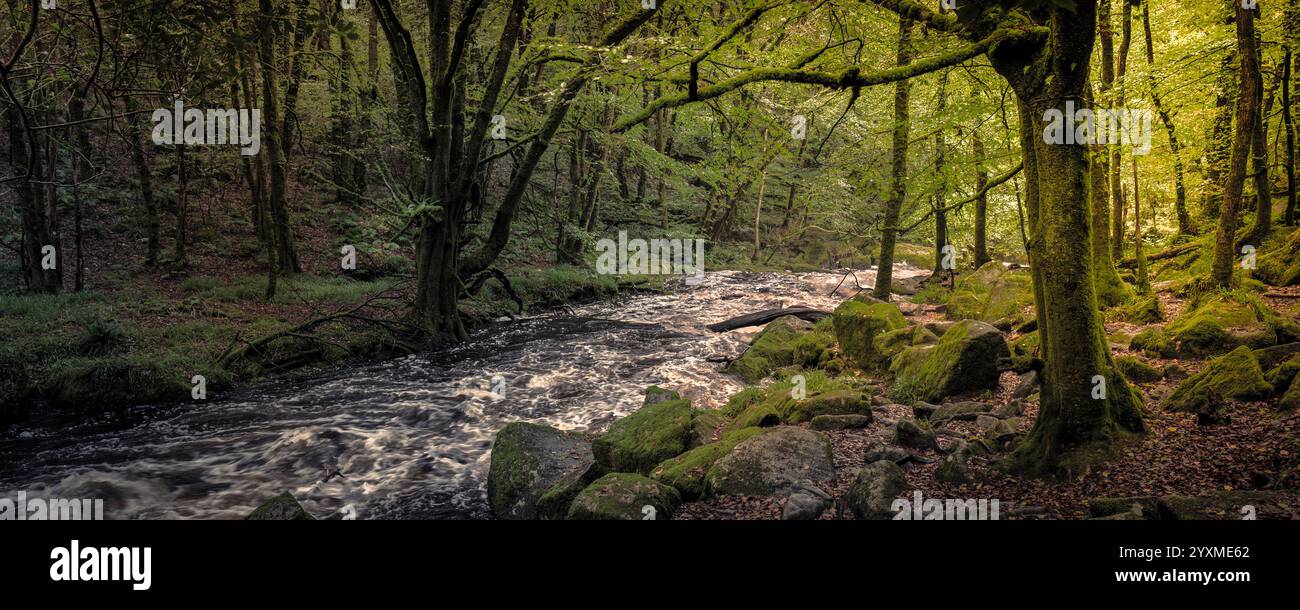 A panoramic image of Golitha Falls. The River Fowey flowing through the ...