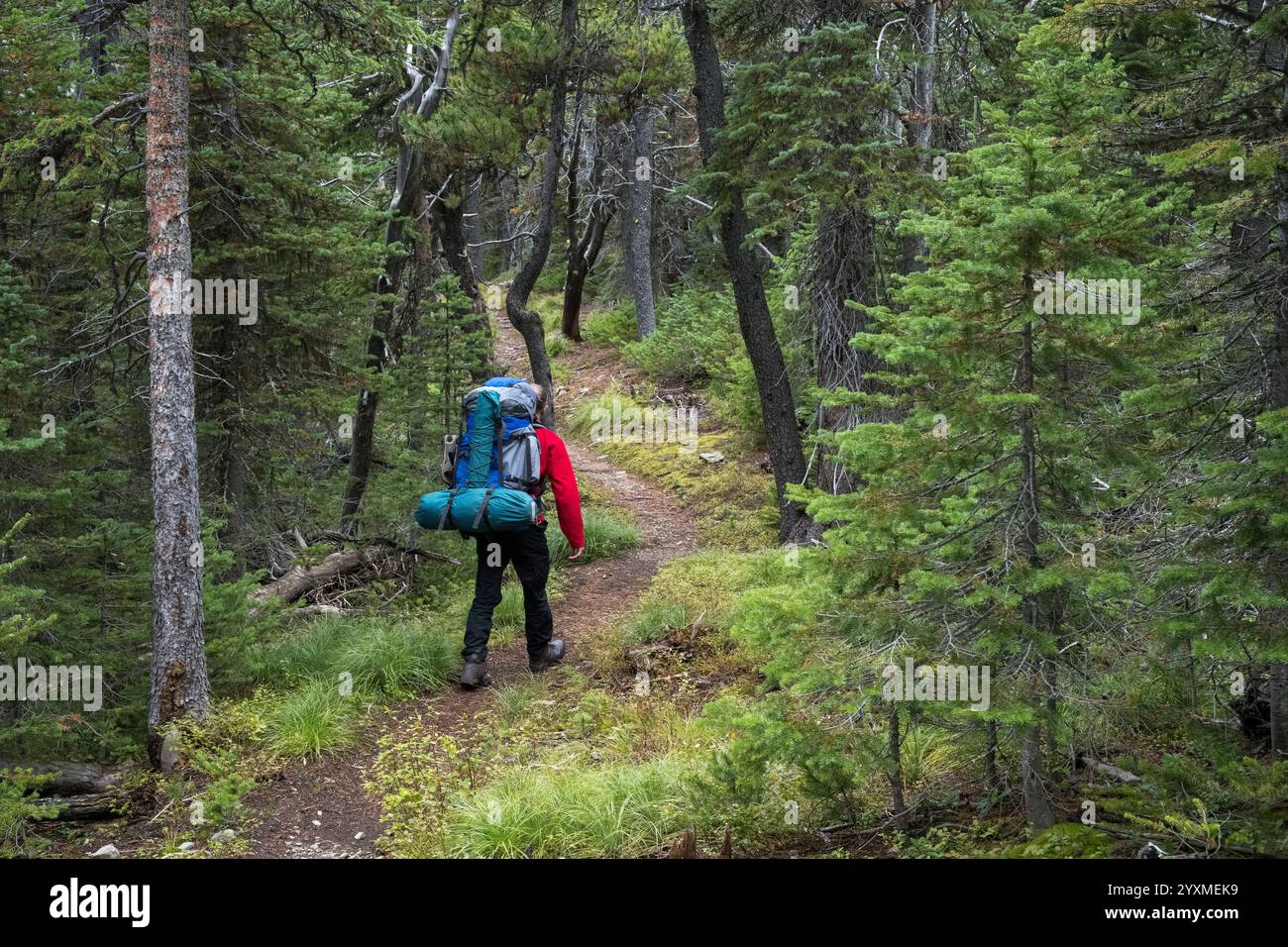 Hiking to Red Gap Pass, Glacier National Park, Montana, USA Stock Photo ...