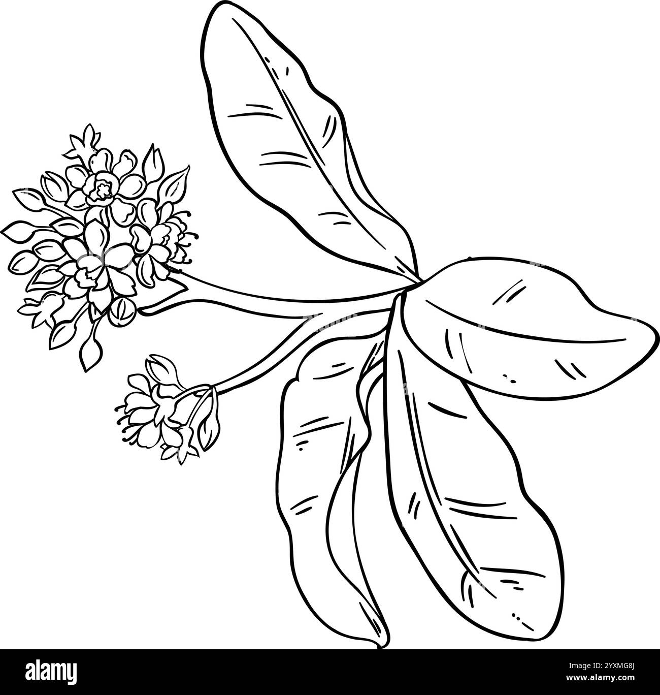 Karite Stock Vector Images - Alamy